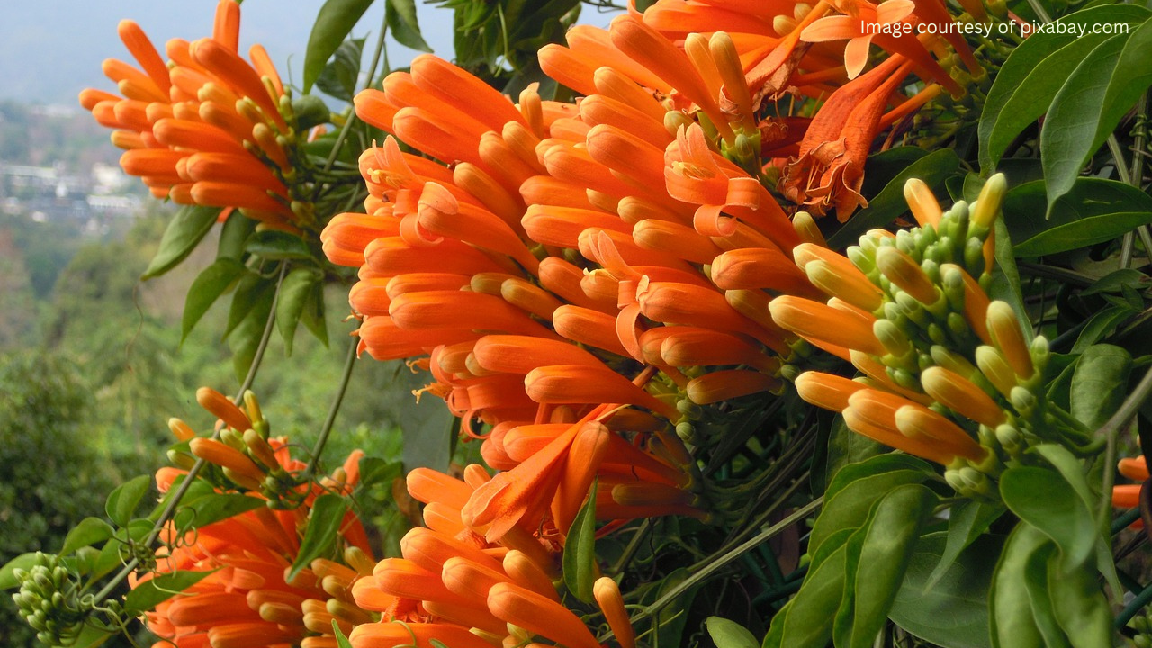orange flowered climber