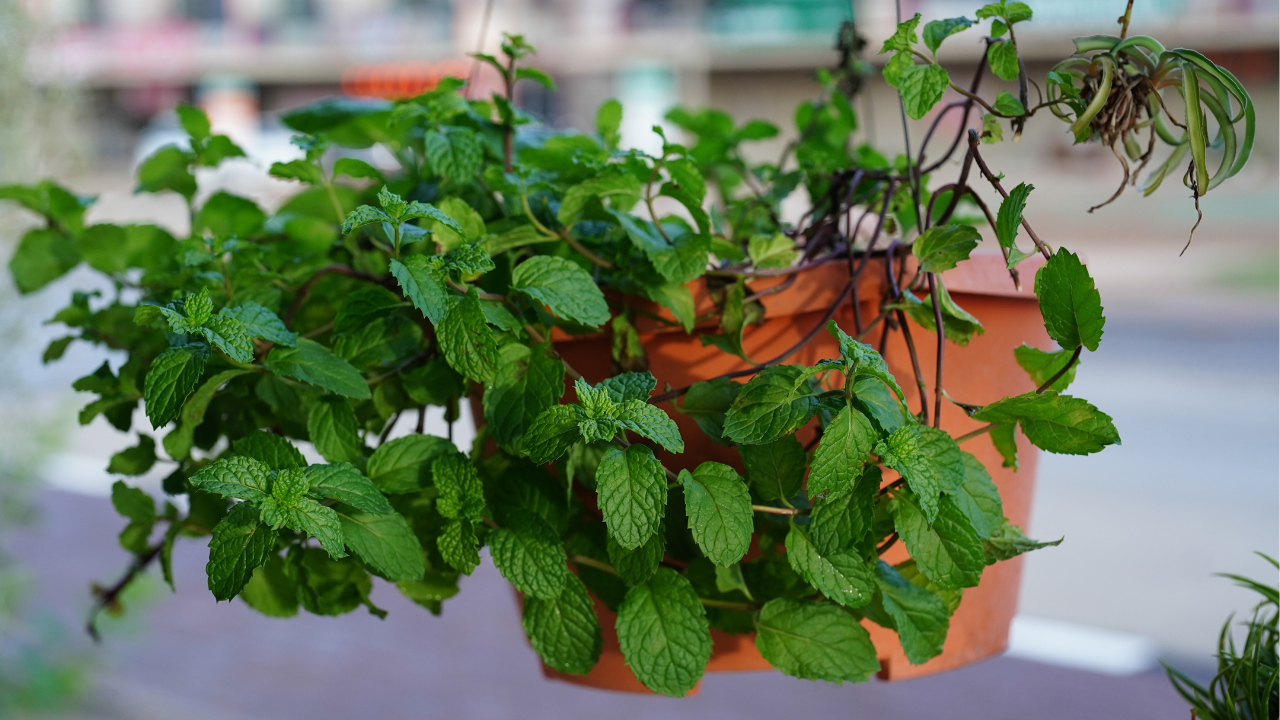peppermint plug plants