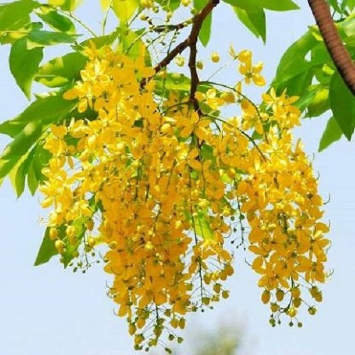 Amaltas Yellow Flower Seeds | Flower Tree Seeds