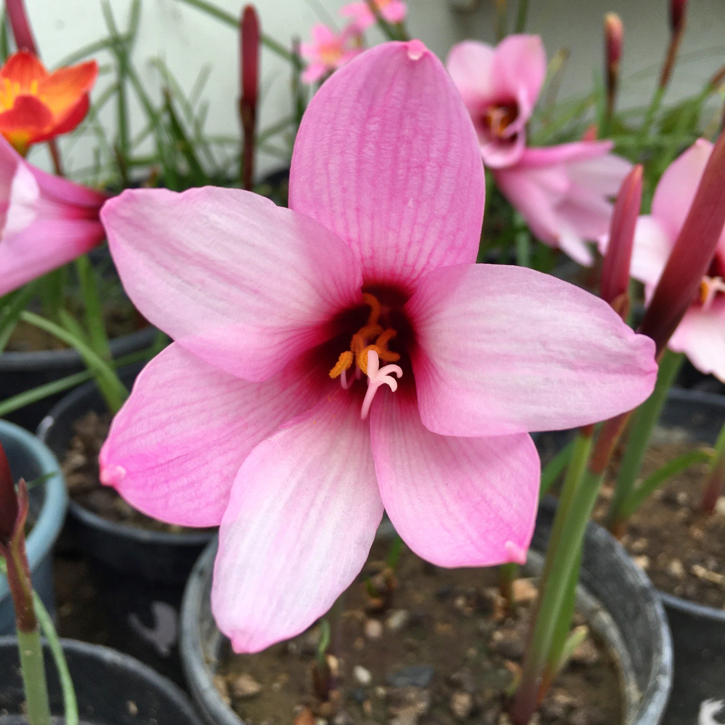 Inspiring Zephyranthes Rain Lily Gallery