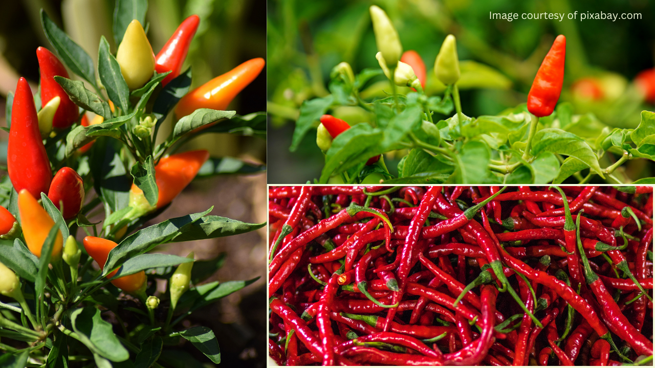 How to Plant Chilli Mirch: Grow Your Own Spicy Peppers!