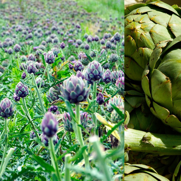 artichokes growing