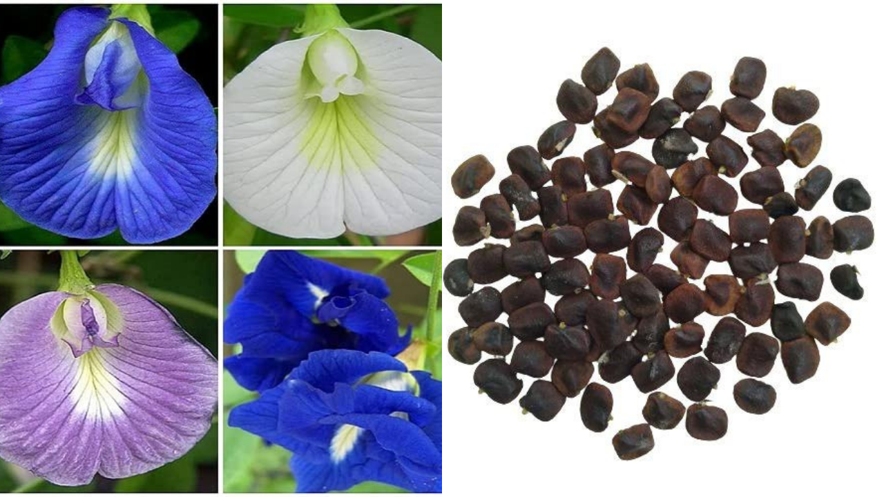 Grow Vibrant Aparajita Flowers: Easy Guide to Planting Butterfly Pea H