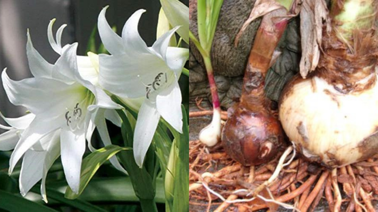Blooming Beauty: Your Guide to Planting Crinum Lily Bulbs (Like a Pro!