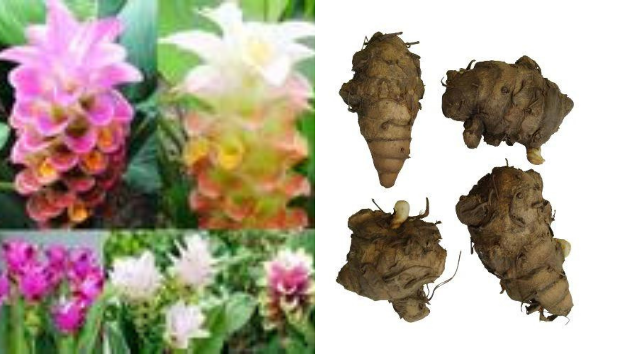 Bloom with Beauty: Your Guide to Planting Stunning Curcuma Flowers (Be