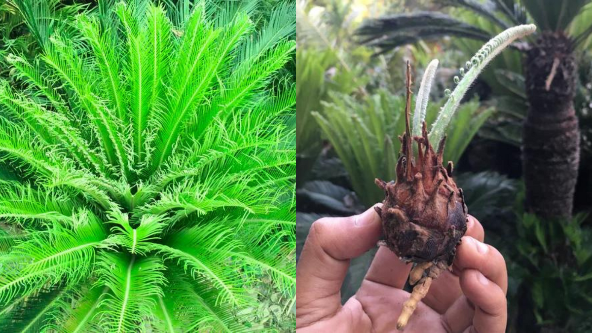 Cycas Revoluta Sago Palm