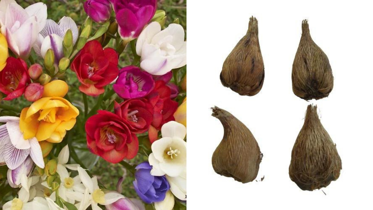 Unlock Fragrant Blooms: The Secrets to Planting Freesia Bulbs Like a P