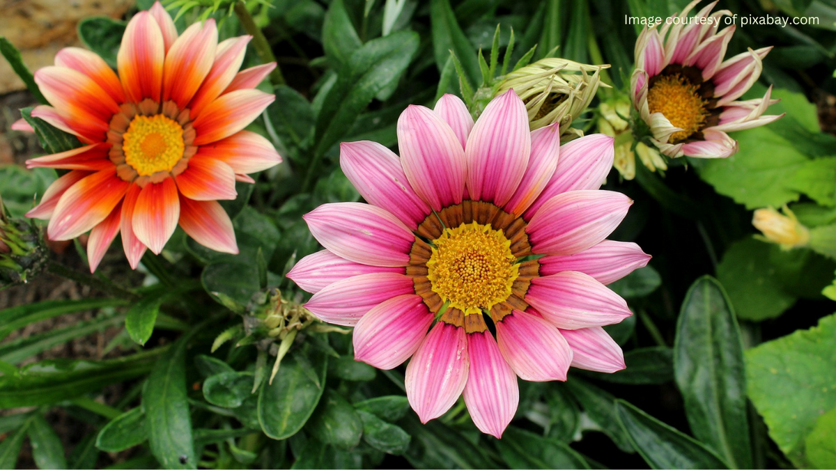 gazania
