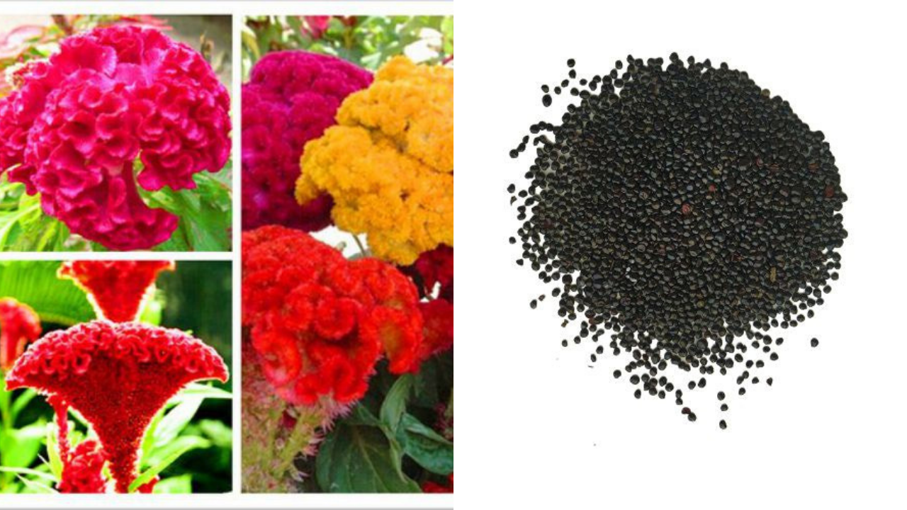 Grow Showstopping Cockscomb Flowers: Seed-to-Bloom Guide (Easy + Tips!