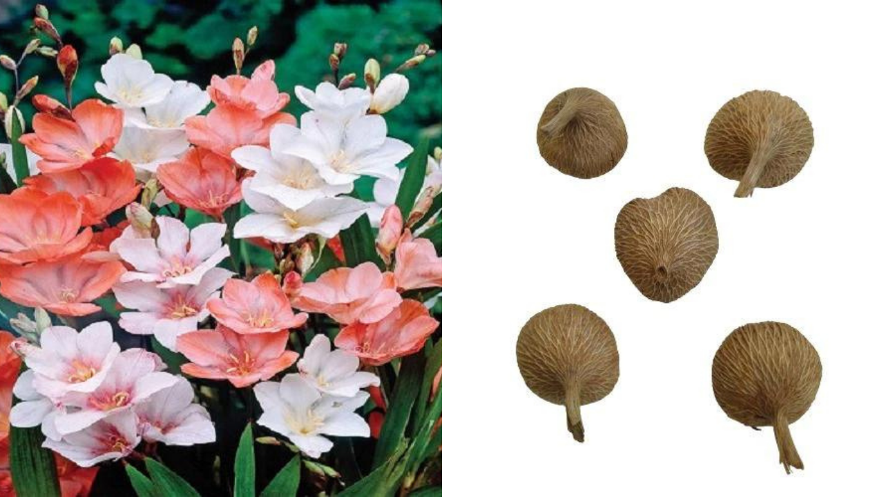 Bloom Burst! Plant Tritonia Bulbs for Dazzling Summer Color (Easy Guid