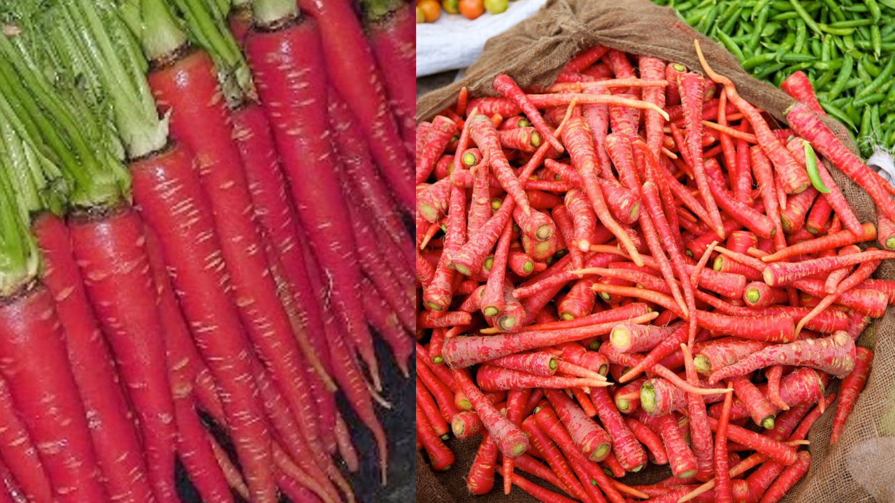 Grow Crunchy Desi Carrots! 🇮🇳 Easy Planting Guide for Beginners