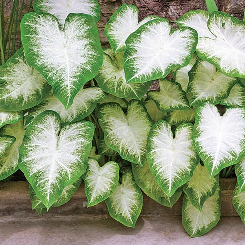 Caladium Aaron Color Leaf Imported Bulb
