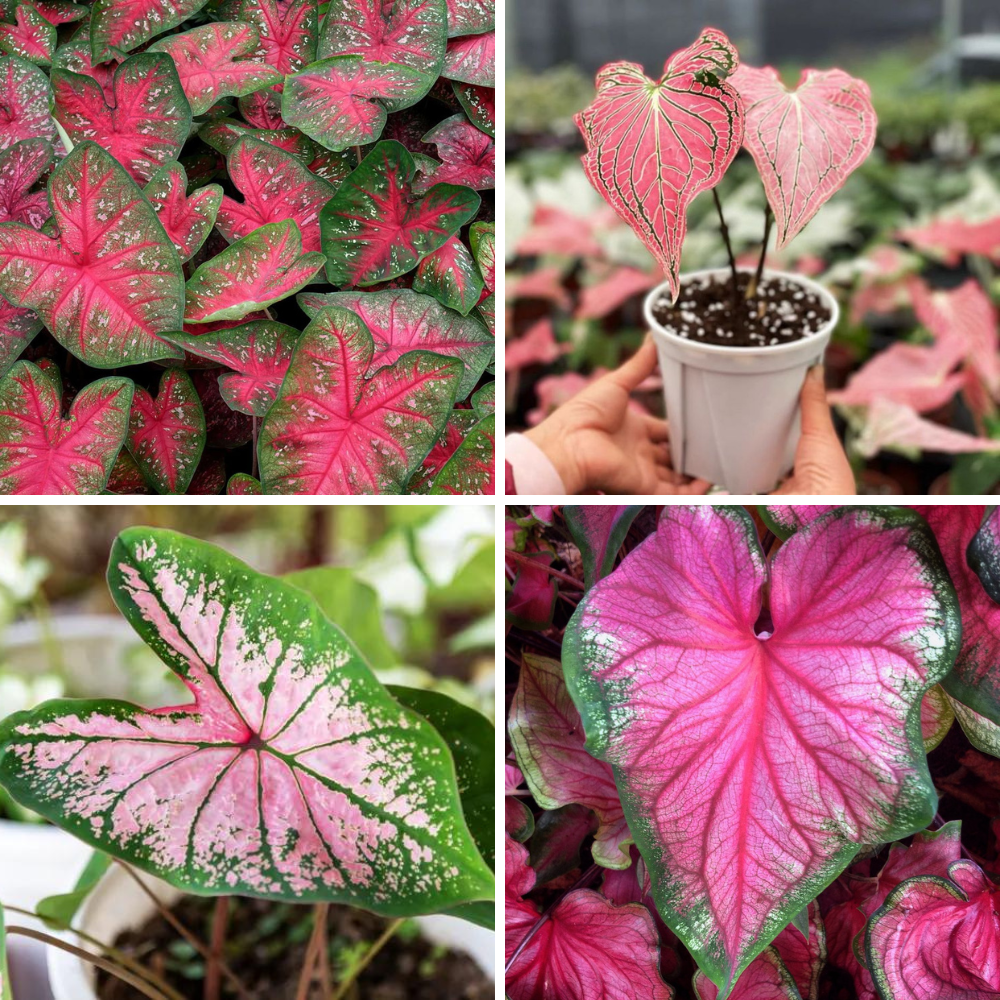 Caladium Pink Cloud Leaf Imported Bulb