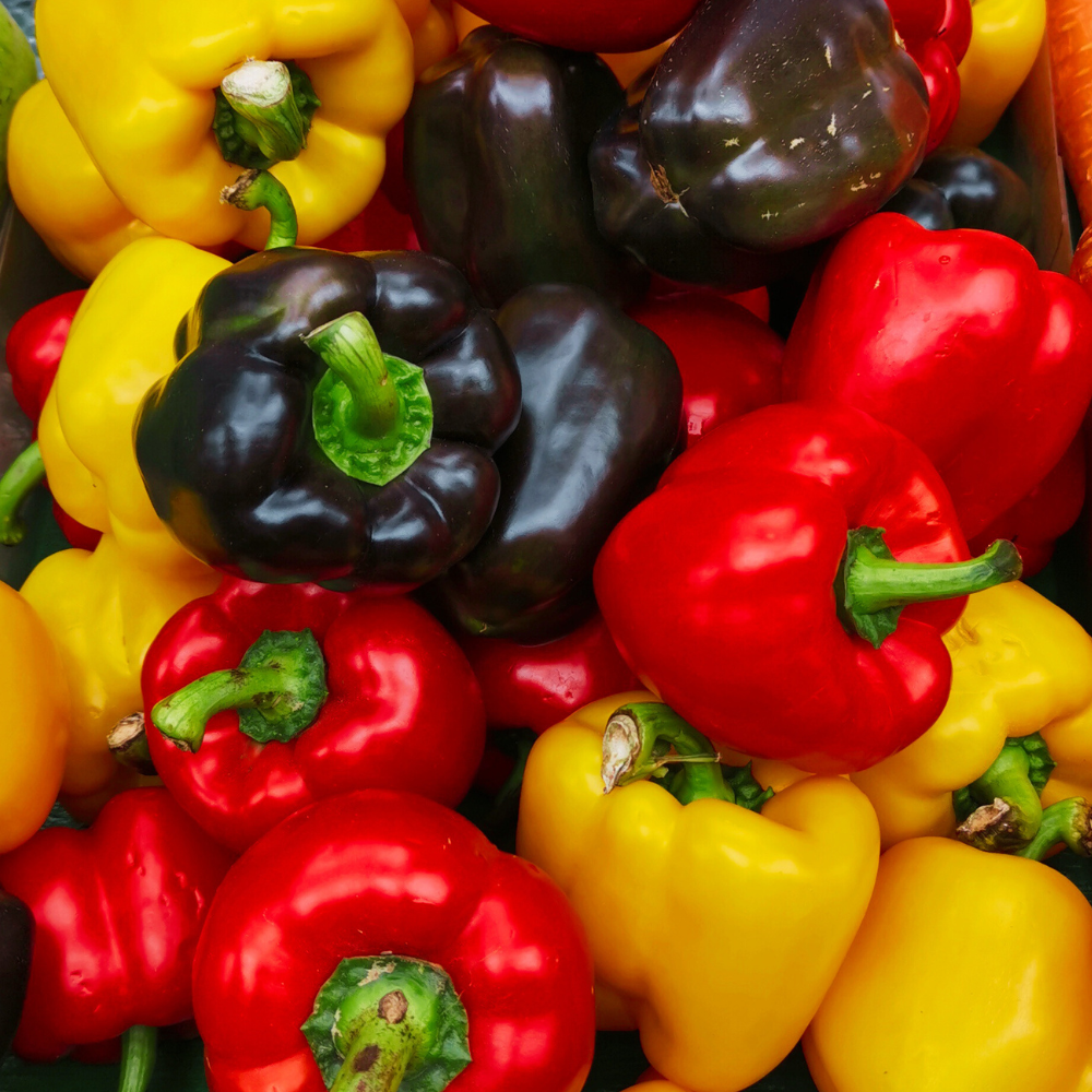 Capsicum Mix F1 Hybrid Shimla Mirch | Vegetable Seeds