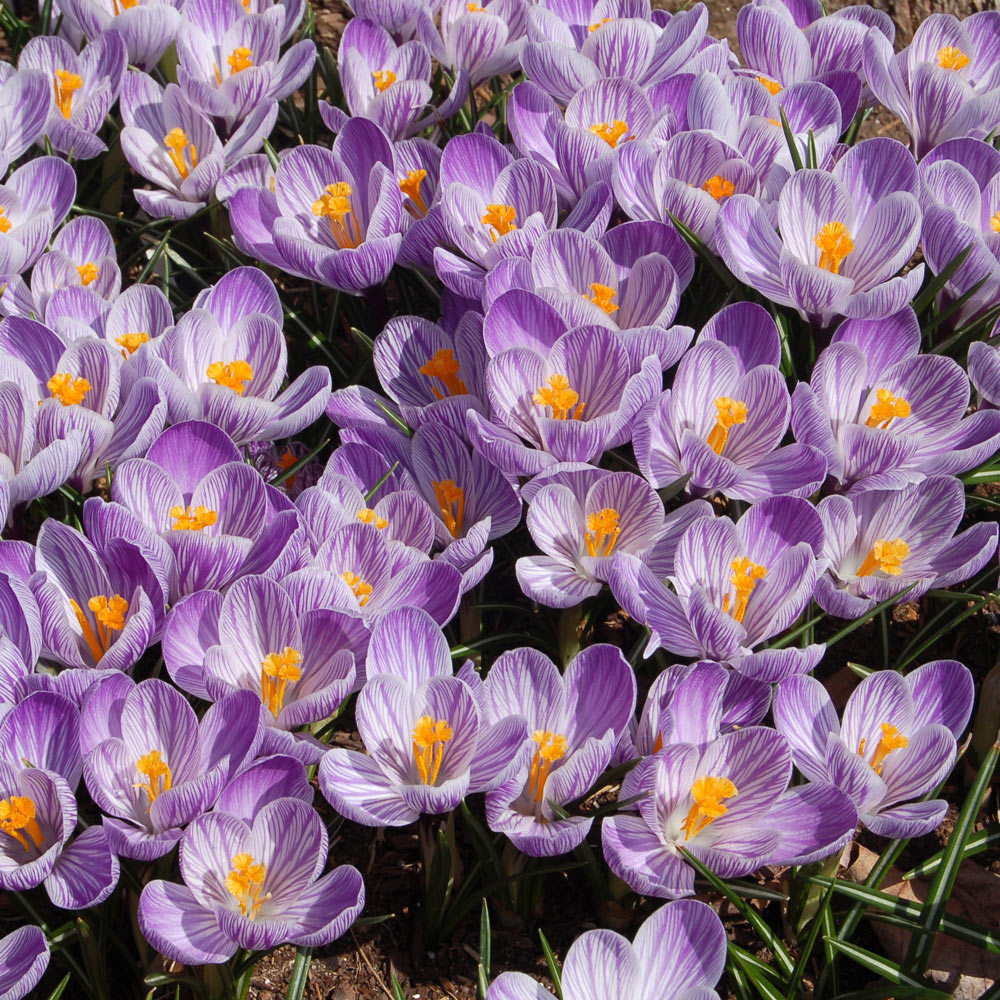 Crocus vernus Pickwick Dutch Crocus Color Flower Bulb