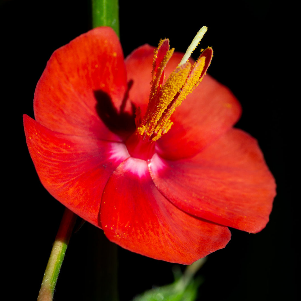 Gul Dopheri Any Color Flower Seeds