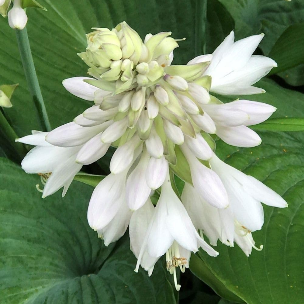 Hosta Plants With White Flowers Hosta Miss America Sugar Creek
