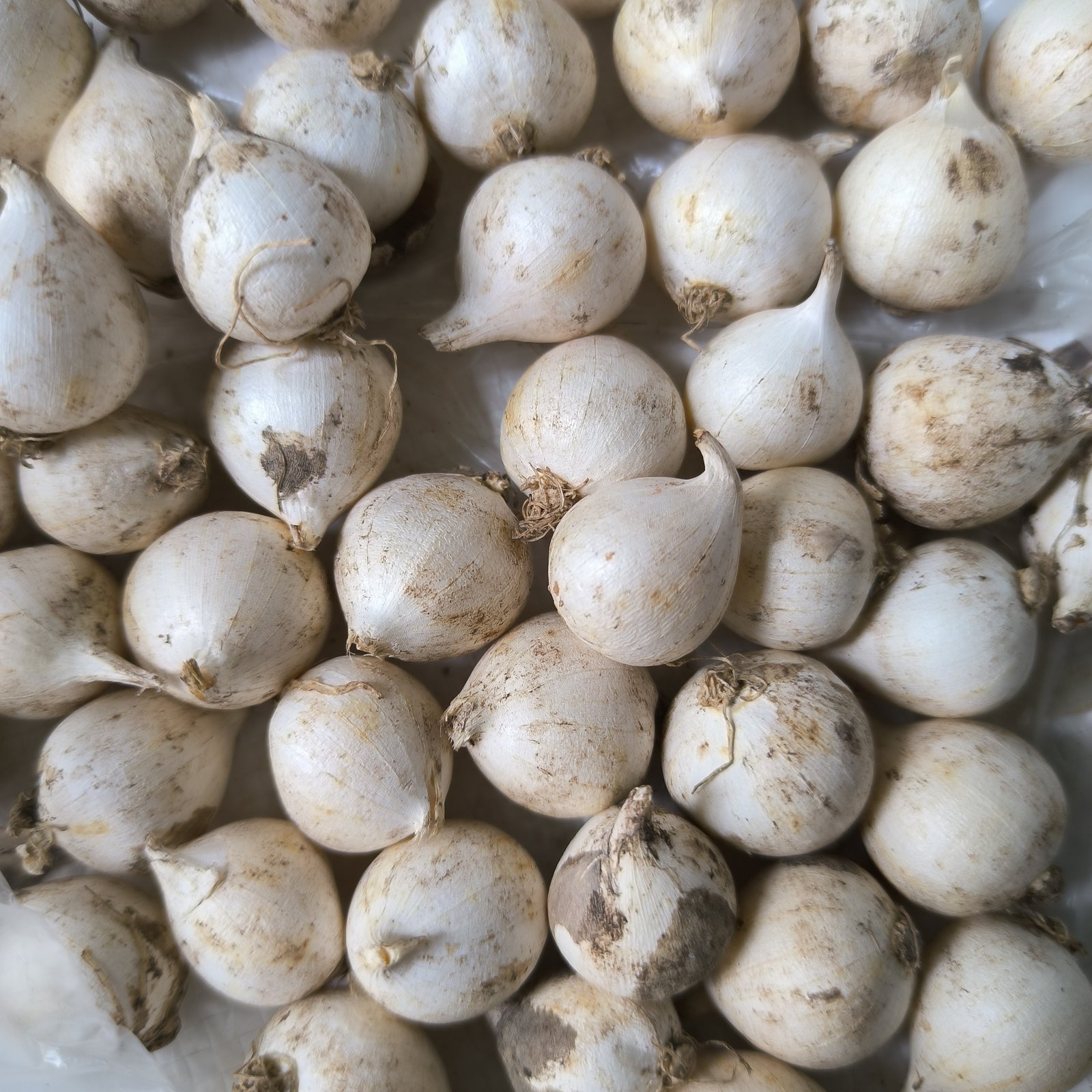 Allium Moly Color Flower Bulb