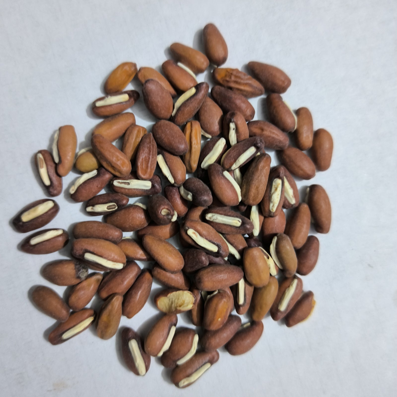 Dolichos Dwarf Imperial | Vegetable seeds
