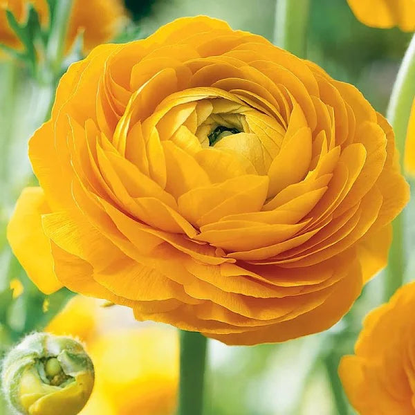 Buy Ranunculus Yellow Flower Bulb – Easy Growing Tips & Care for Indian ...