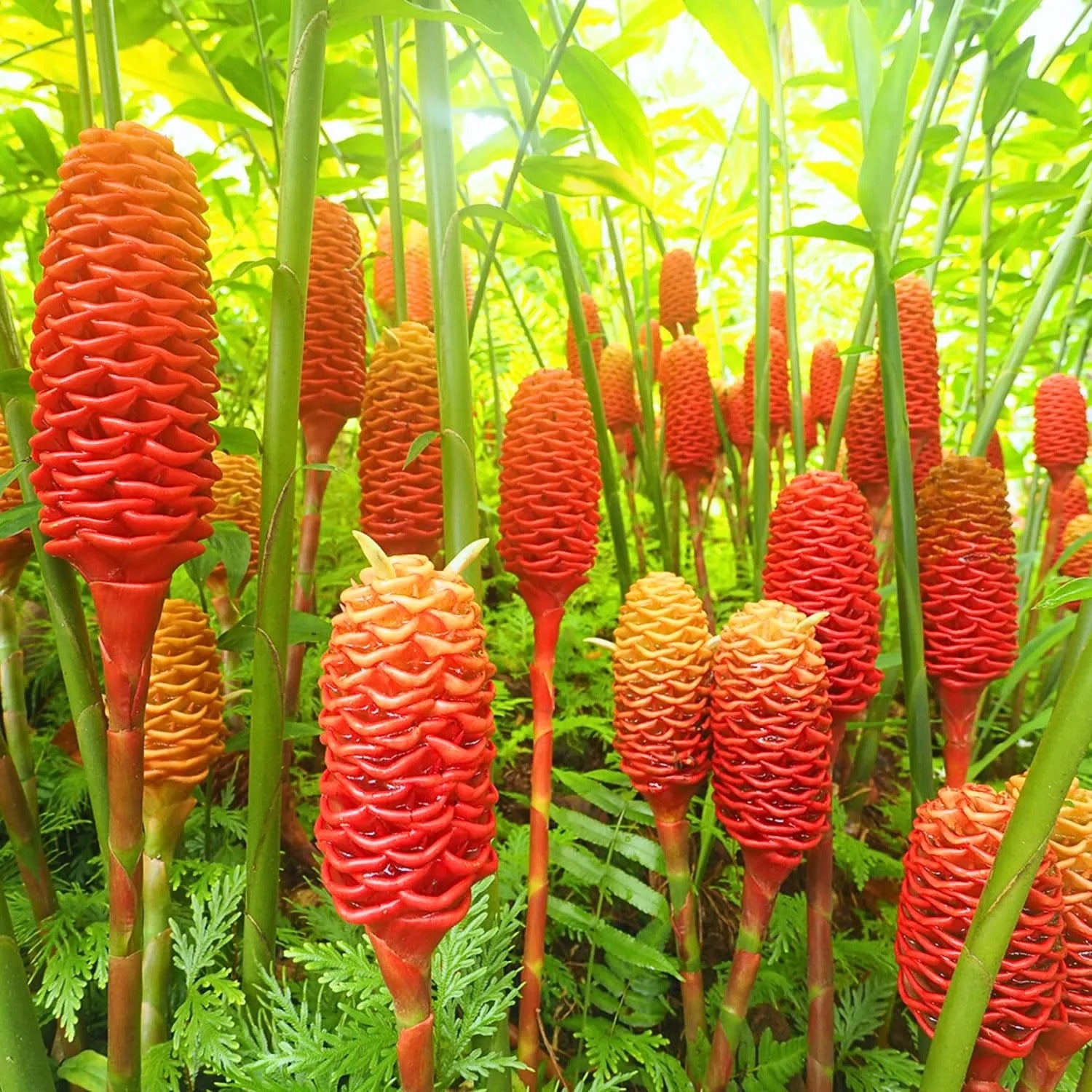 Shampoo Ginger Lily Flower Bulb
