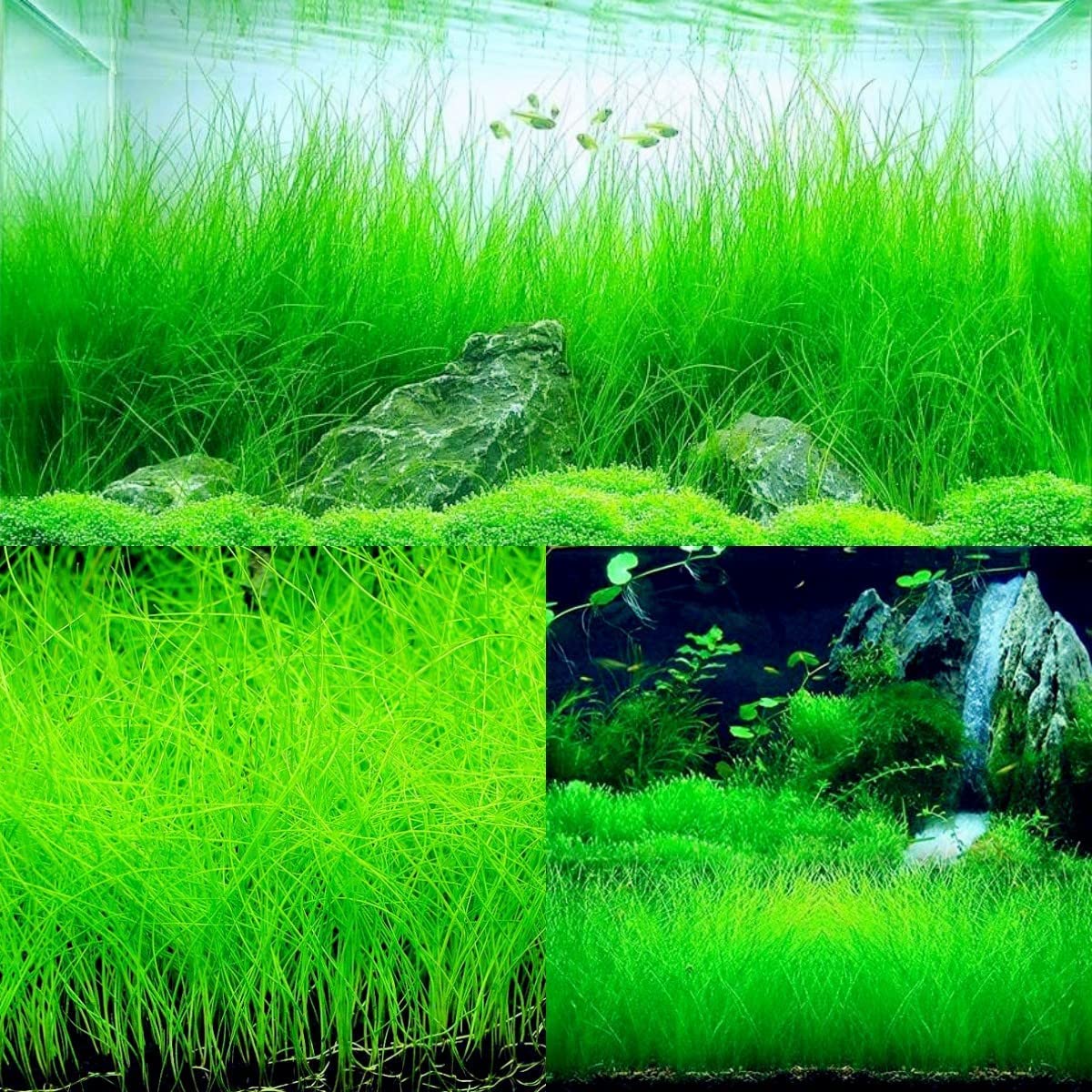 Small Grass Aquarium Seeds | Aquarium Carpet Plants Seeds