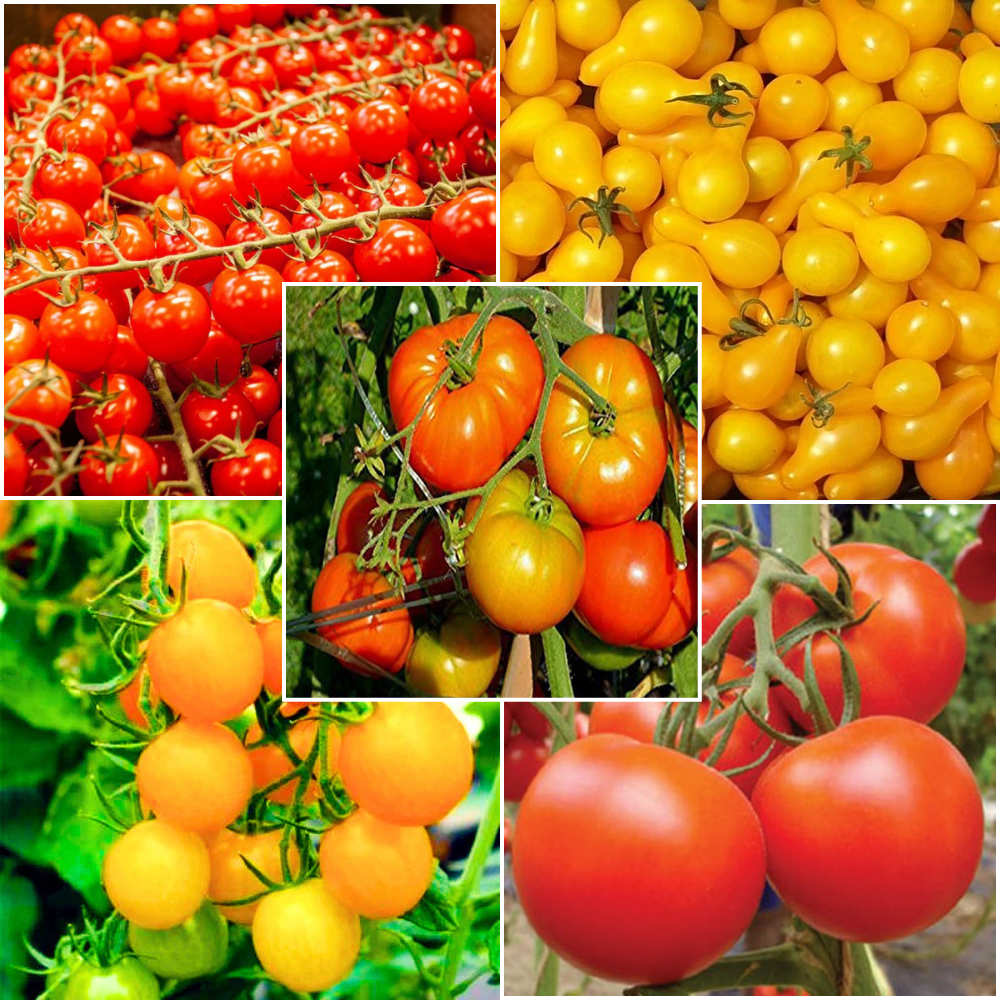Tomato Seeds Combo Pack | 5 Unique Varieties for Your Garden | Vegetab