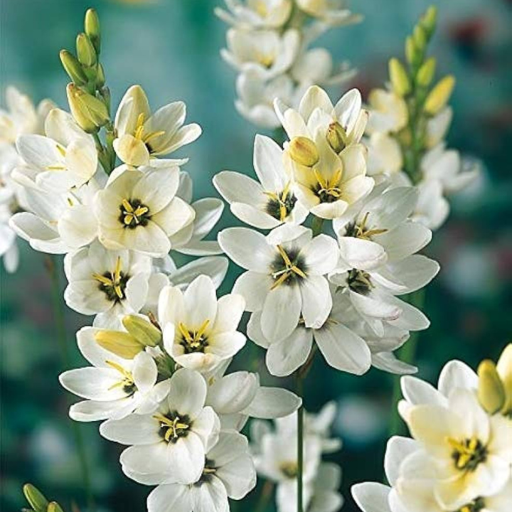 Ixia White Colour Flower Bulbs