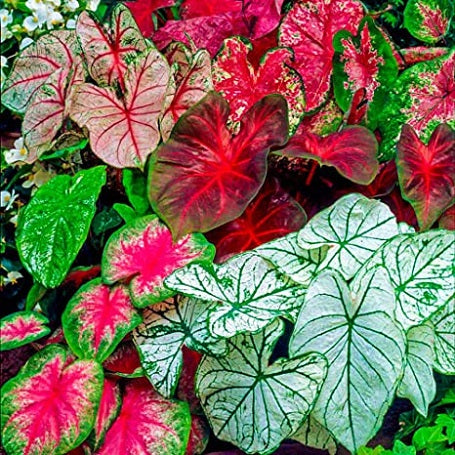 Caladium Any Color Flower Bulb
