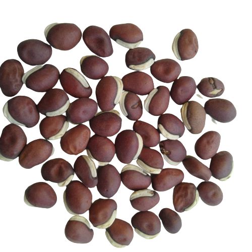 Hyacinth bean seed store