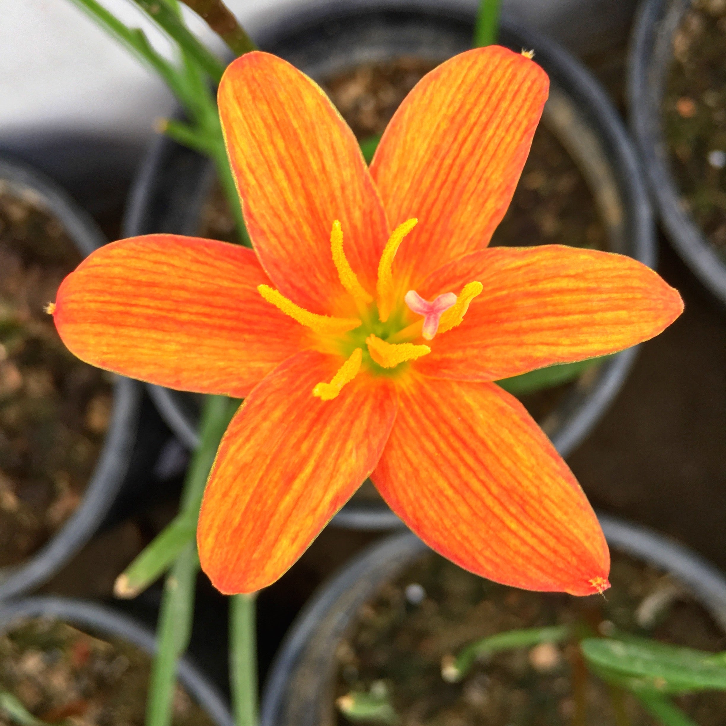 Lavalon Zephyranthes Rain Lily Flower Bulb