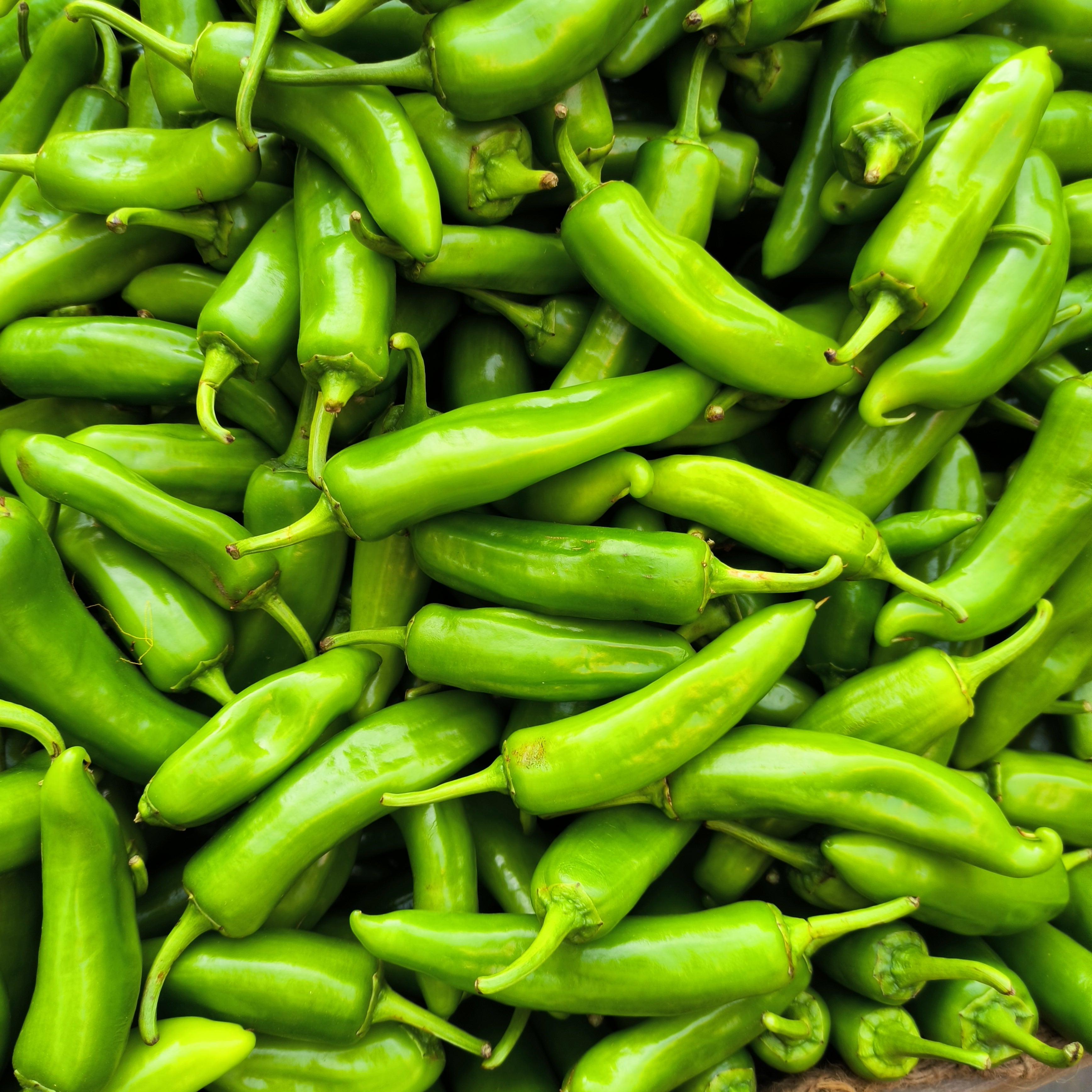 Chilli F1 Corno DI Torro | Exotic Vegetable Seeds