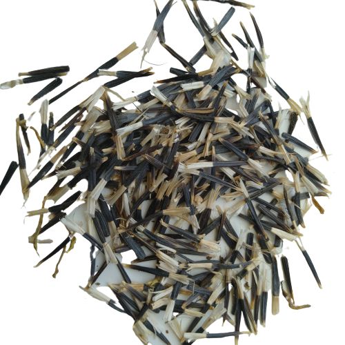 Marigold Basanti Big Bloom Mixed Color Flower Seeds