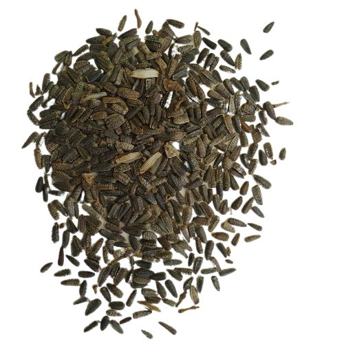 Sunflower Single Miniature Flower Seeds