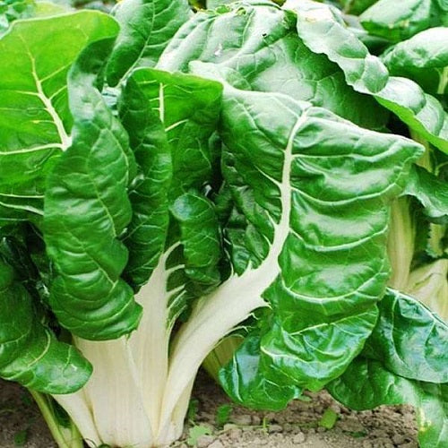 Swiss Chard | Vegetable Seeds