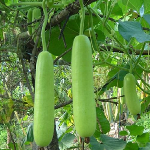 Bottle Gourd Lauki Long F1 | Vegetable Seeds