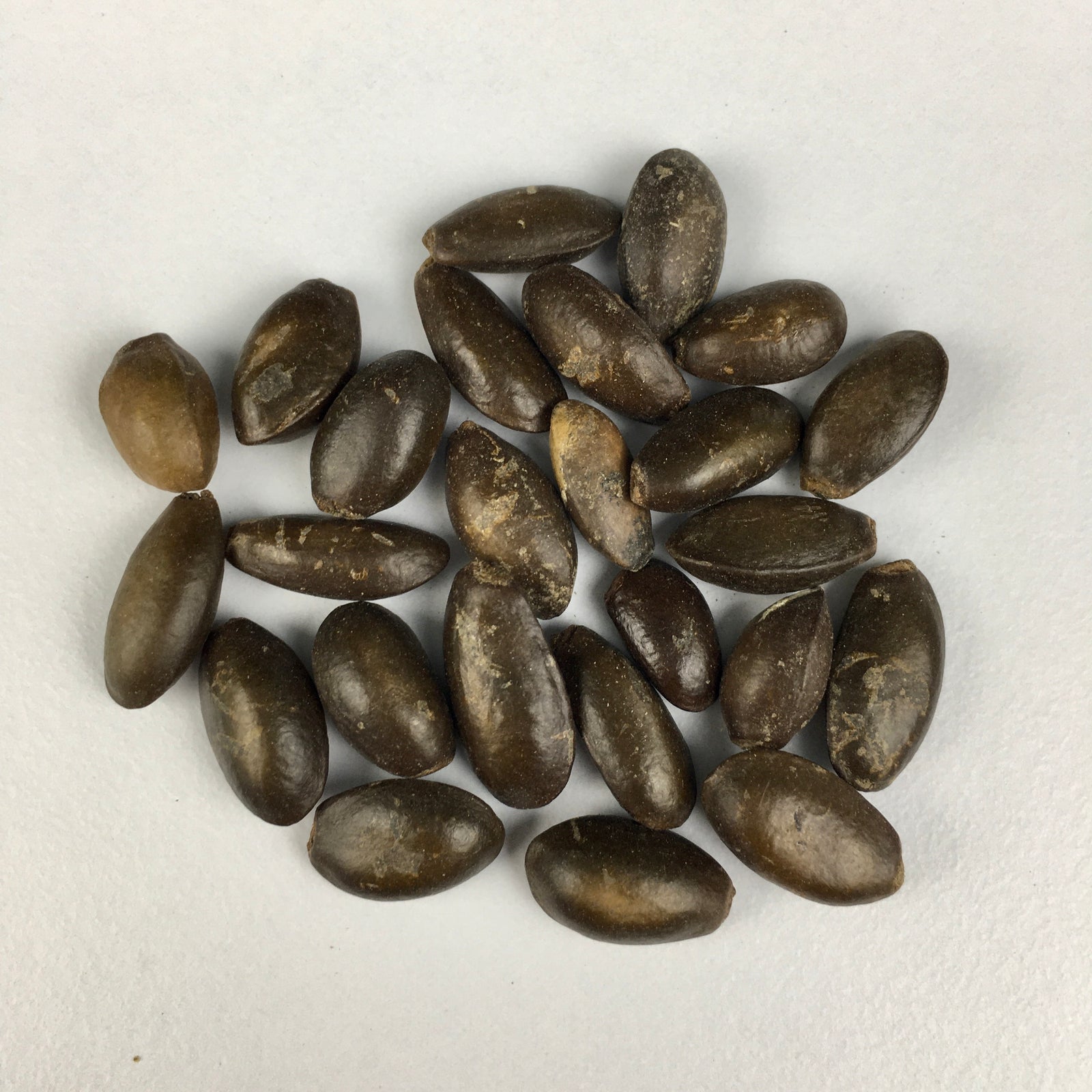 Custard Apple Sharifa Fruit Plant Seeds | Fruit Seeds