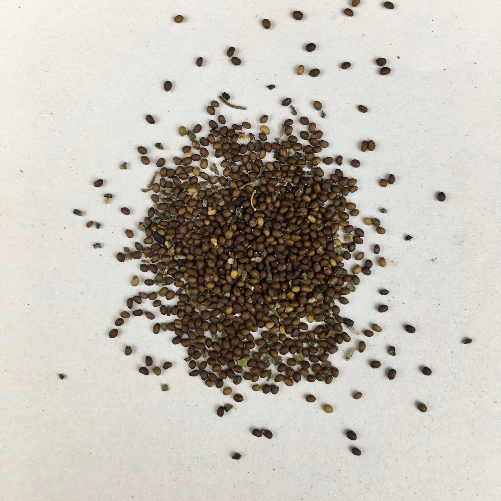 Tulsi Rama Plant Seeds | Herb Seeds