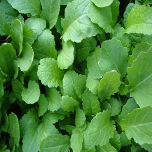 Mustard Sarso Seed | Vegetable Seeds